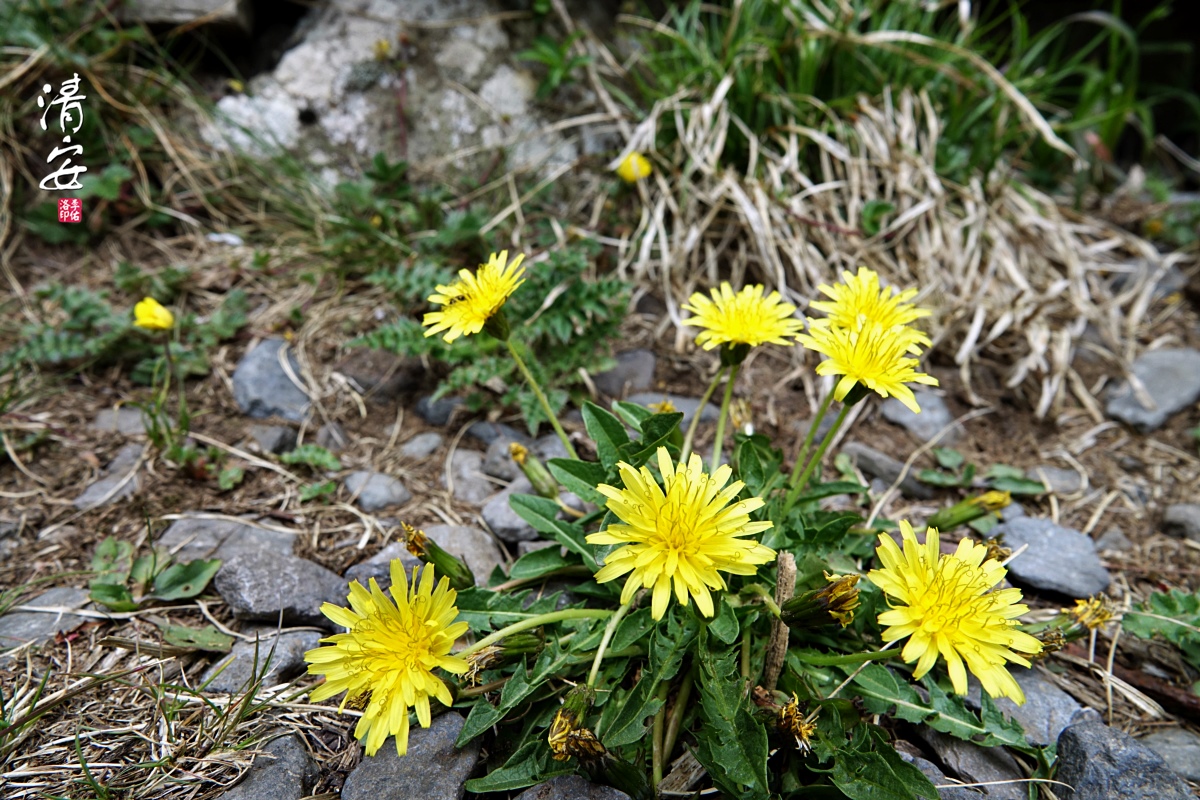 야생식물 - 좀민들레