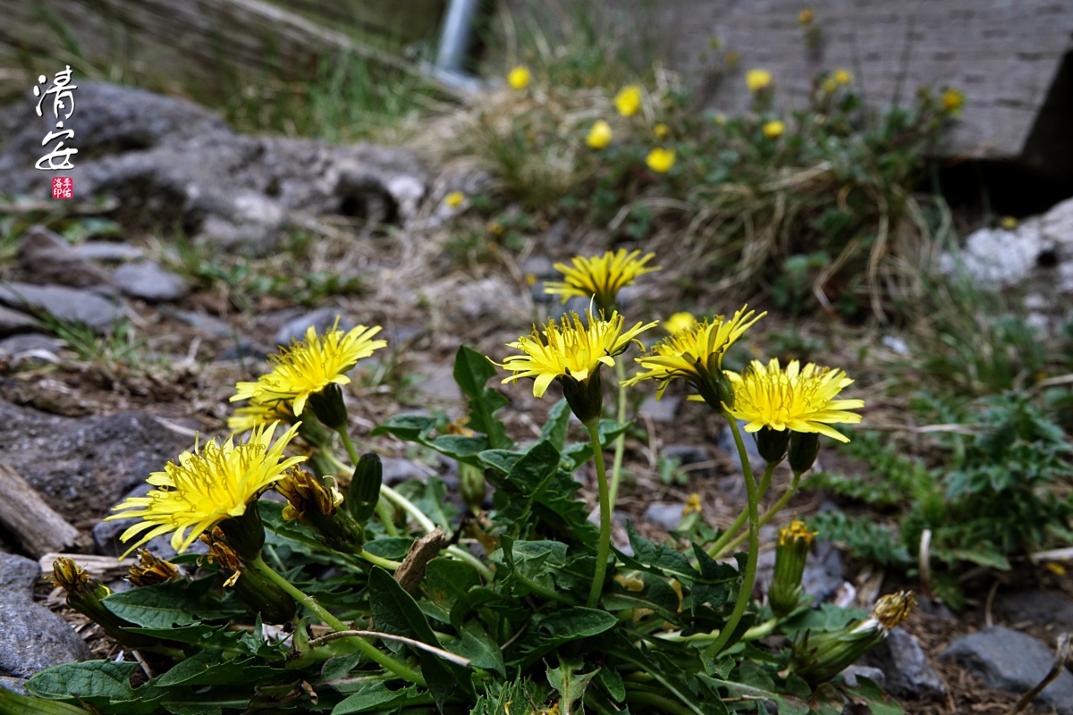 야생식물 - 좀민들레