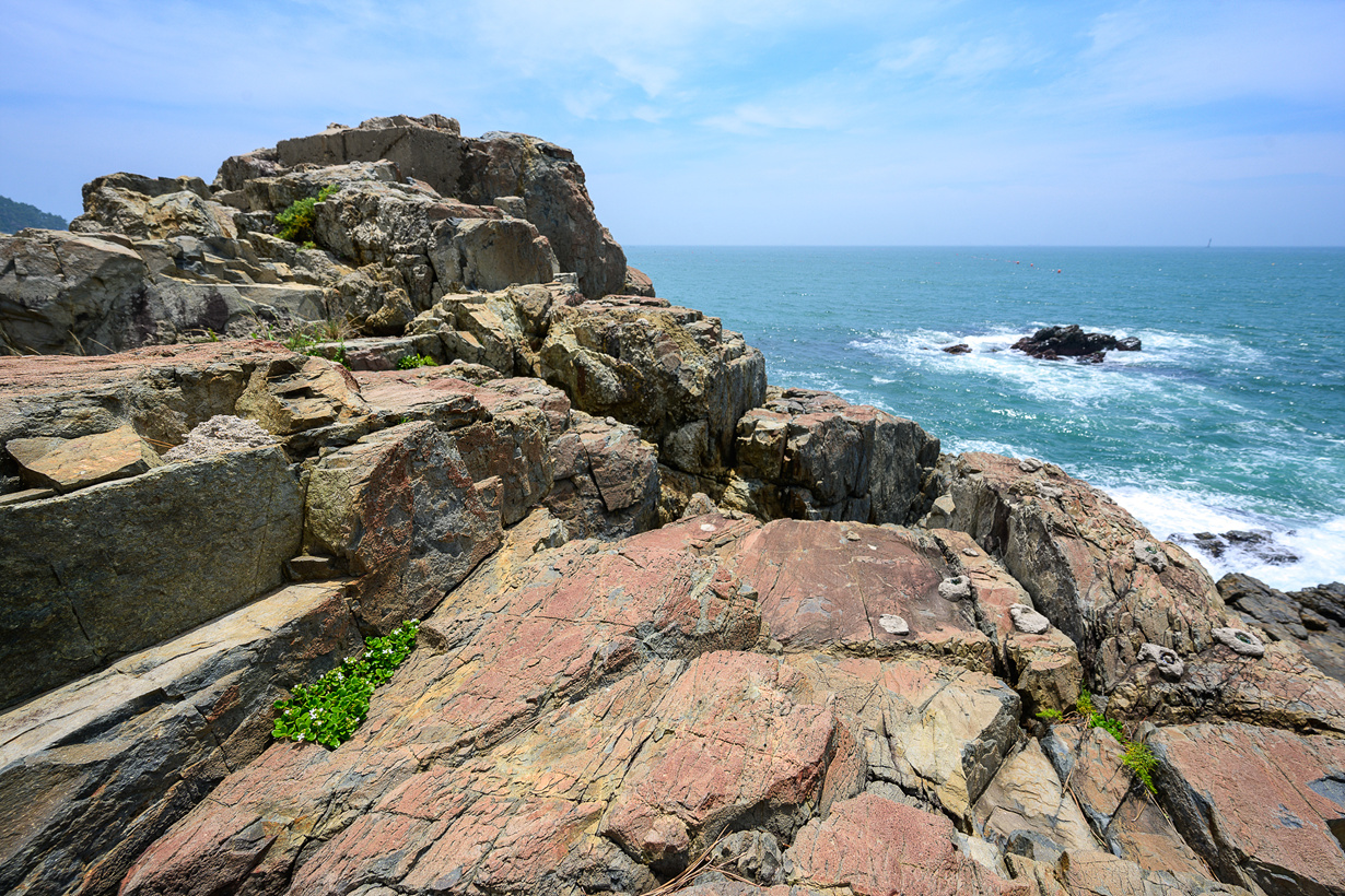 야생식물 - 낚시돌풀