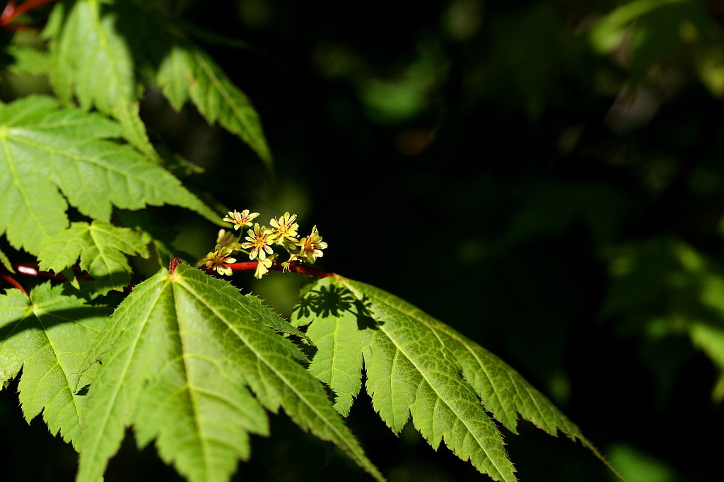 야생식물 - 시닥나무