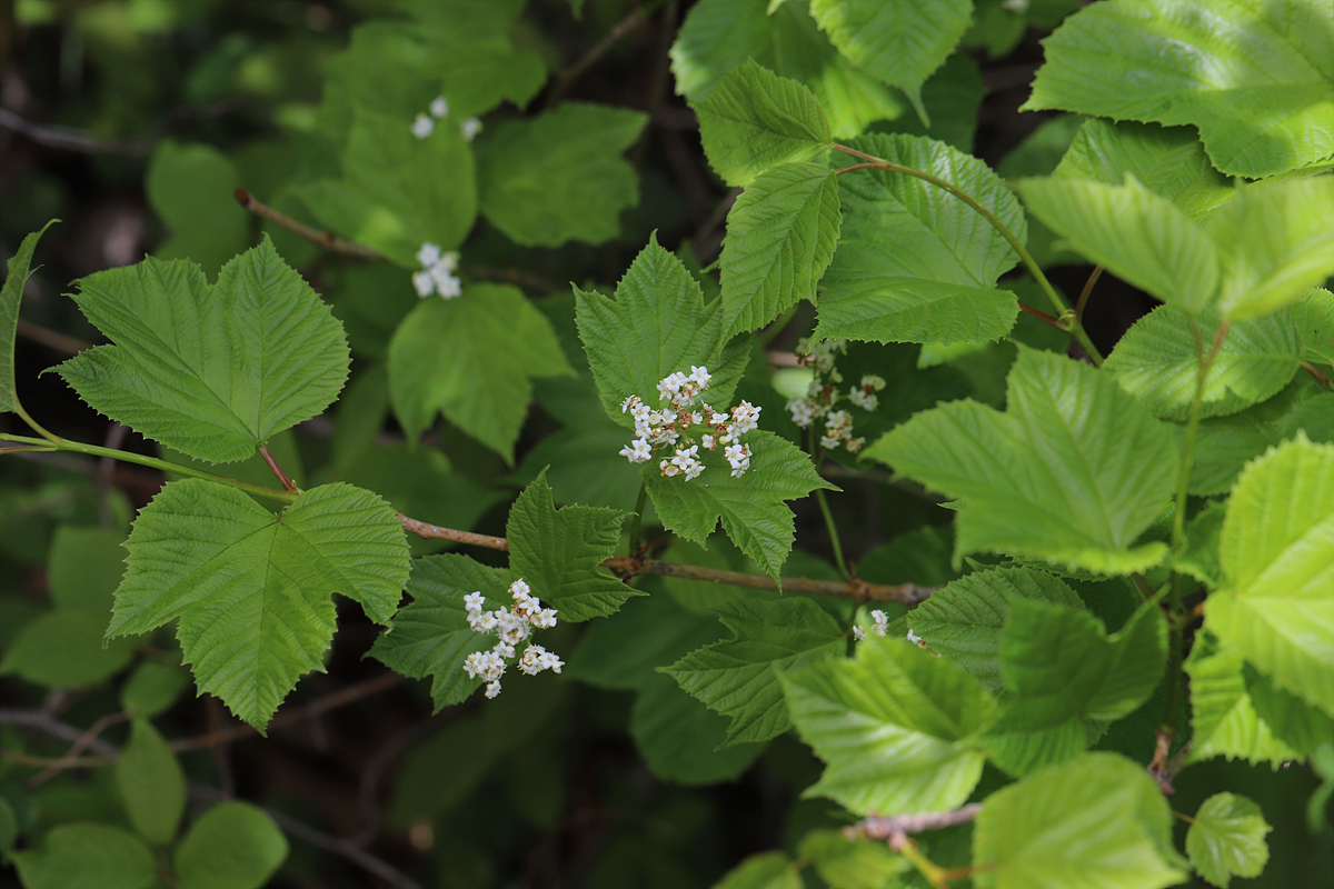 야생식물 - 배암나무