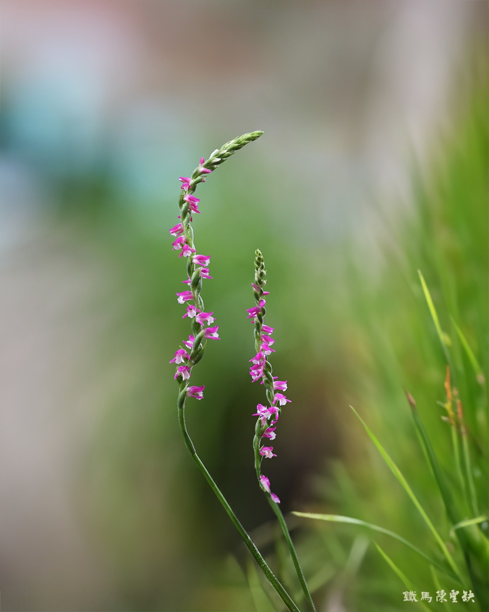 야생식물 - 타래난초