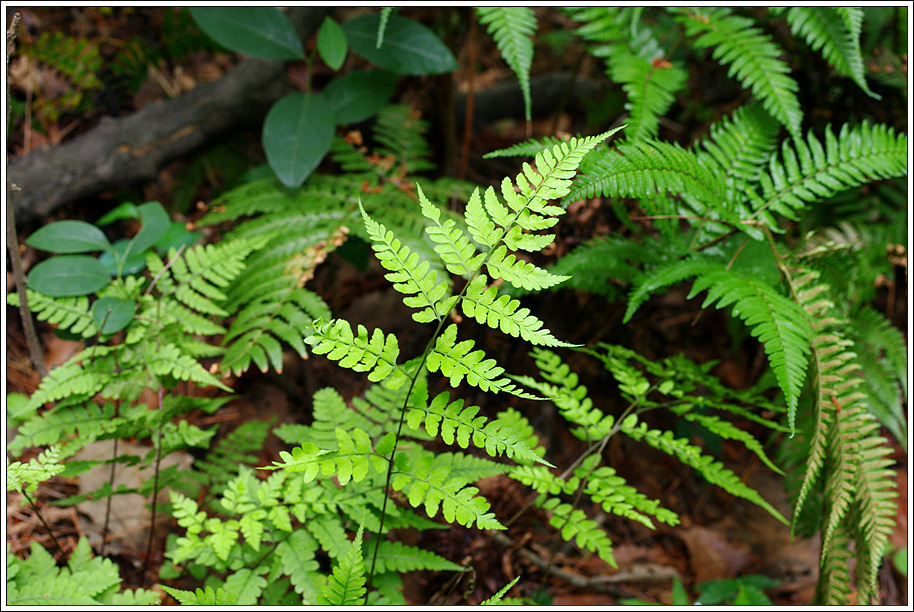 야생식물 - 암뱀고사리