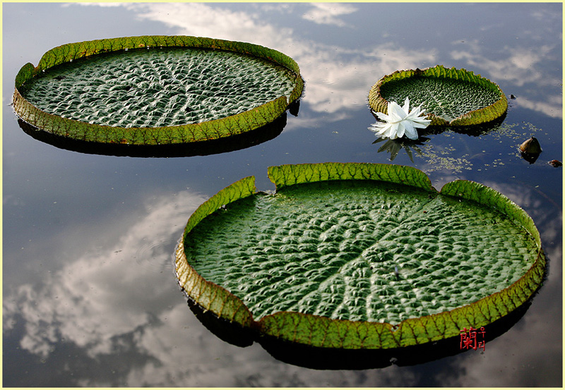 원예식물 - 빅토리아수련