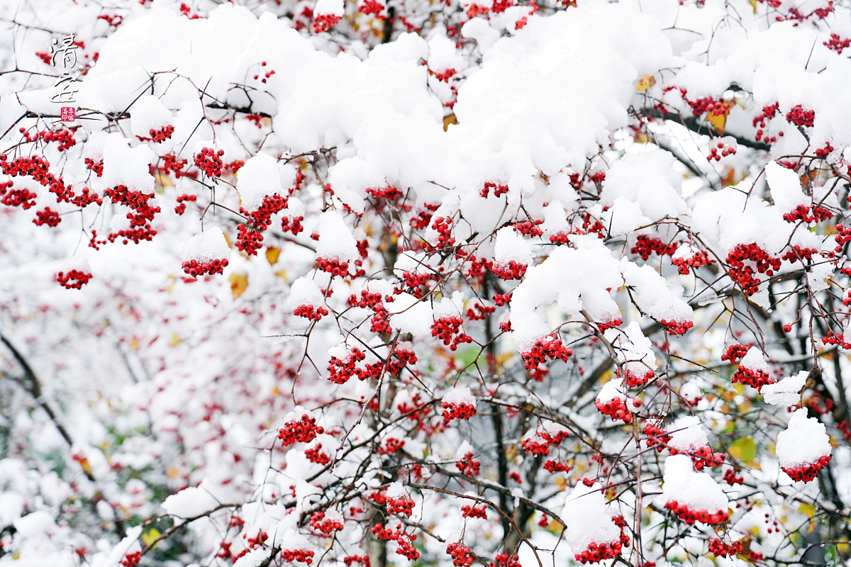 원예식물 - 산사나무