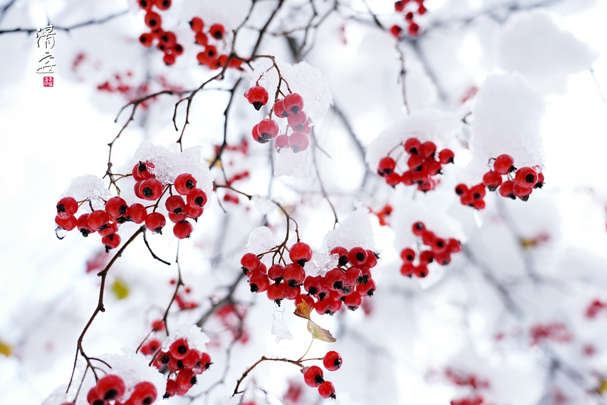 원예식물 - 산사나무