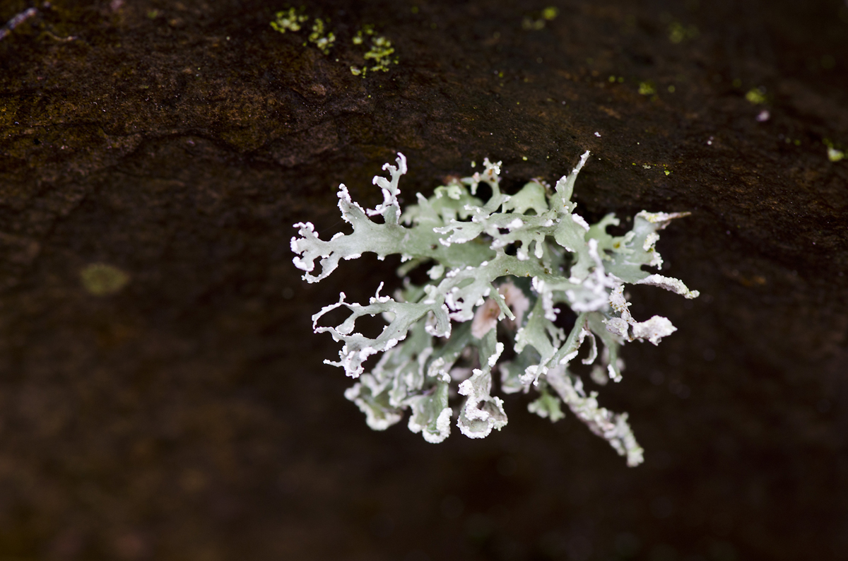 묻고답하기 - 바위꽃탱자나무지의