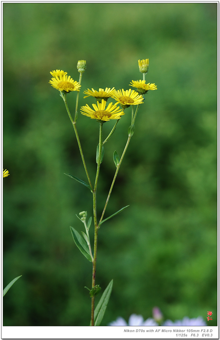 묻고답하기 - 금불초