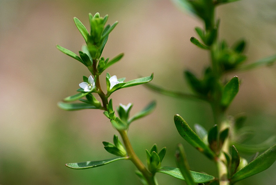 묻고답하기 문모초
