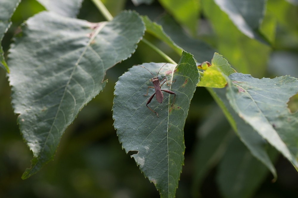 곤충 - 톱다리개미허리노린재