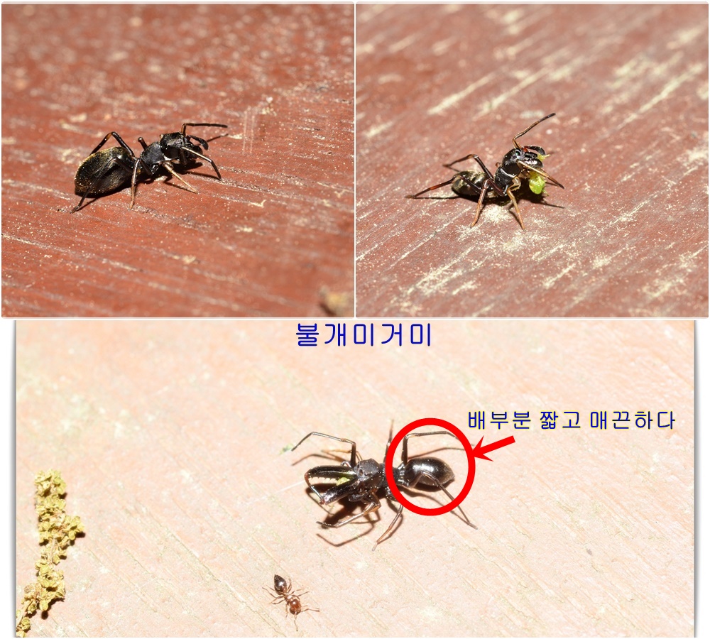 곤충 - 개미거미