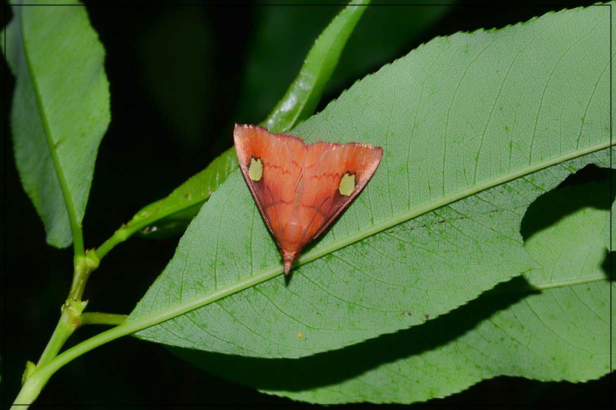 곤충 - 노랑눈비단명나방